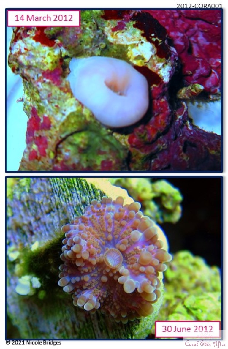 Rehabilitation Journey of Dying Ricordea Corals - Coral Ever After