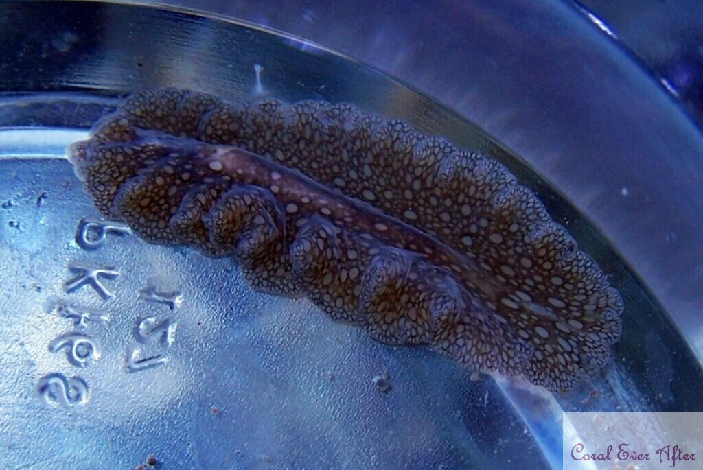 Identification of Common Worms in Saltwater Aquaria - Coral Ever After
