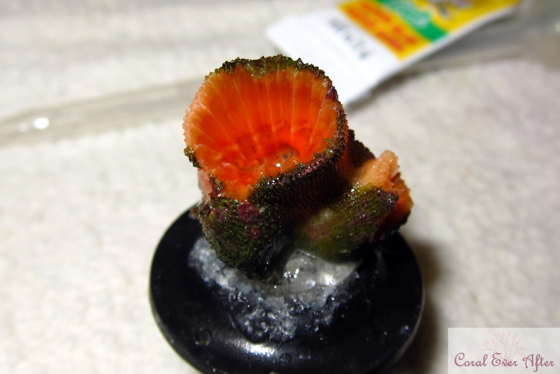 Assessing Coral Health: An Introduction - Coral Ever After