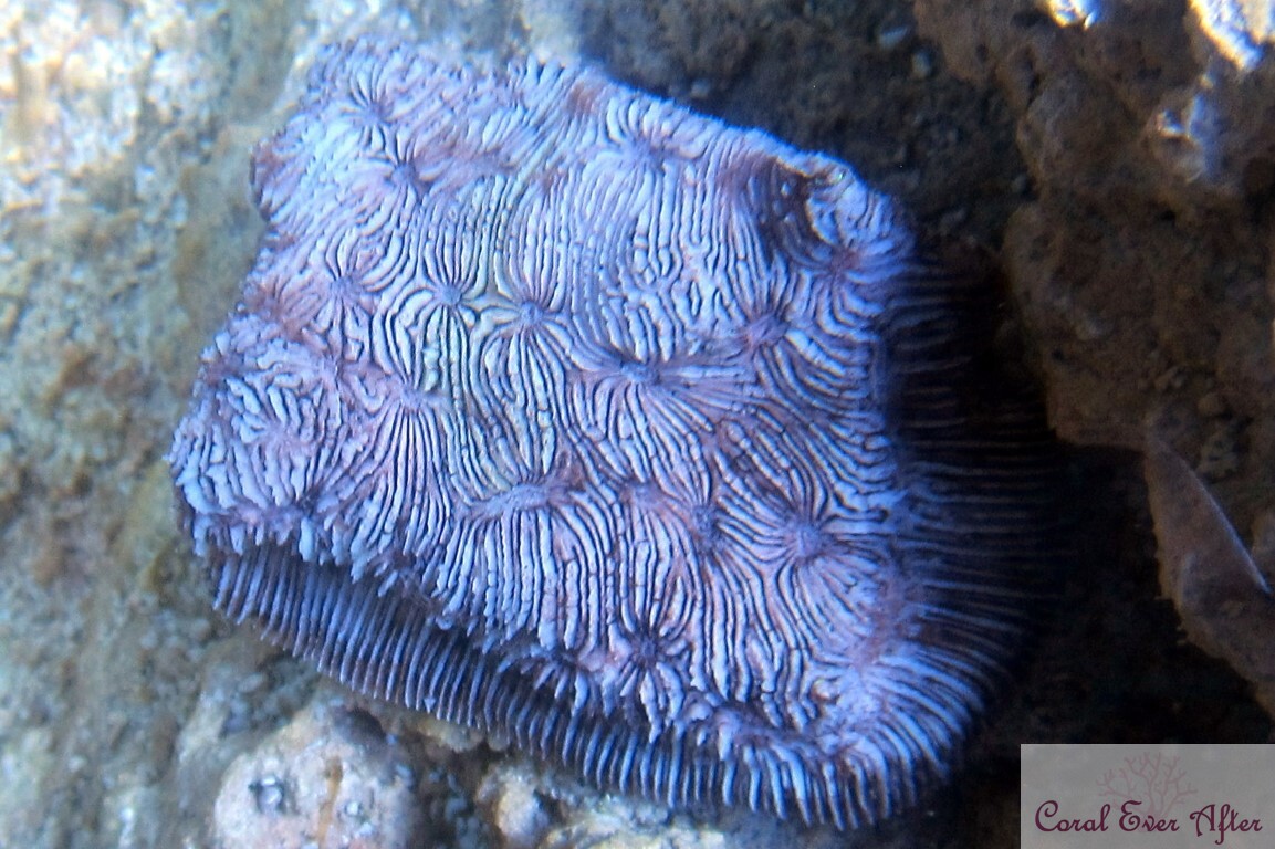 Assessing Coral Health: An Introduction - Coral Ever After