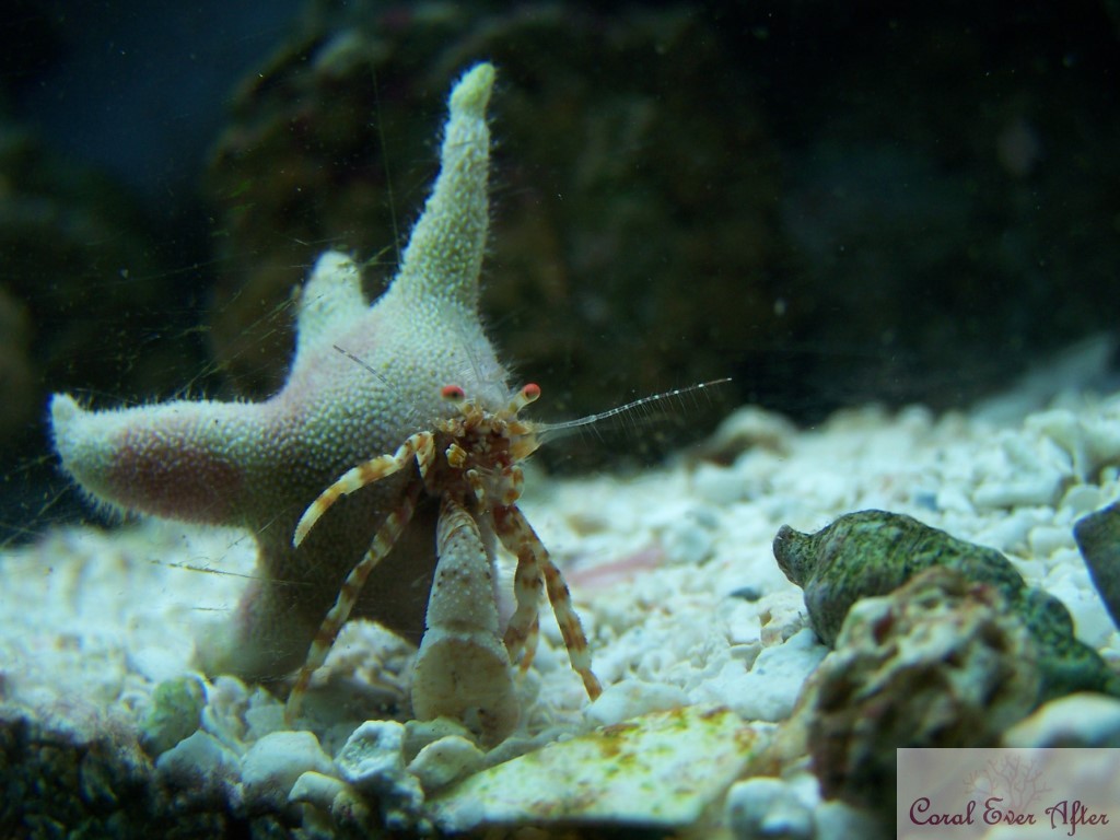 Identification of Marine Crabs - Coral Ever After