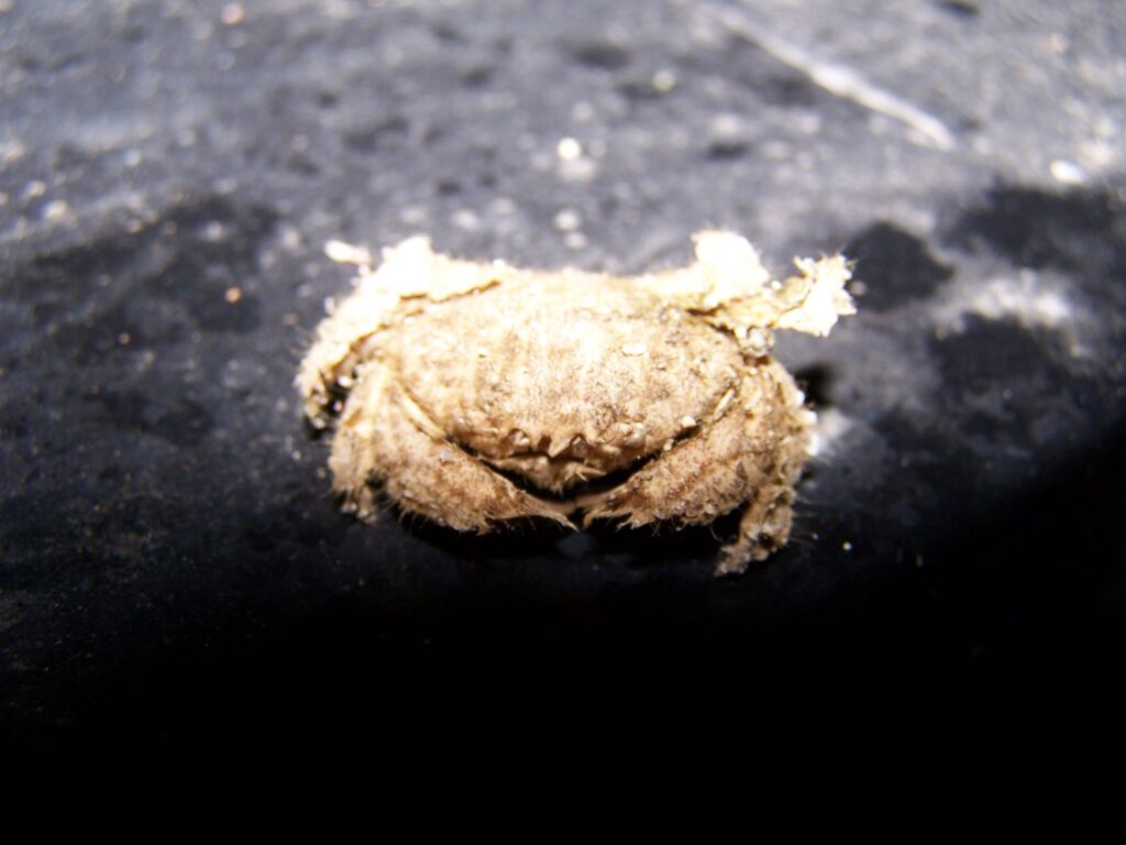 Identification of Marine Crabs - Coral Ever After