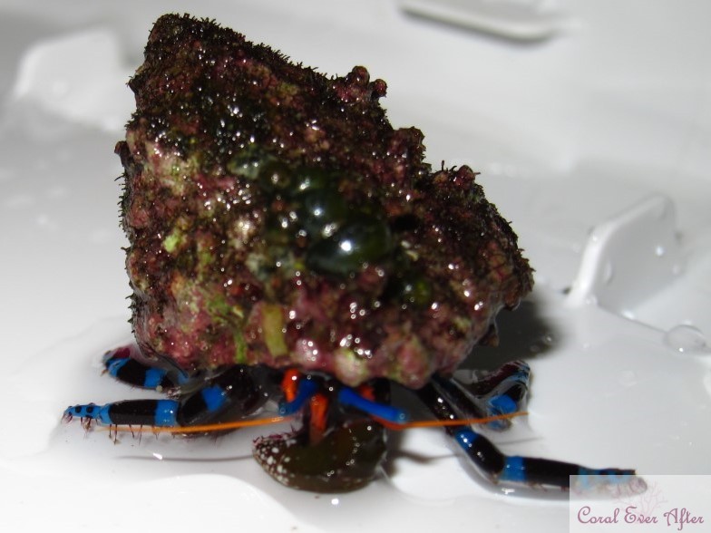 Identification of Marine Crabs - Coral Ever After