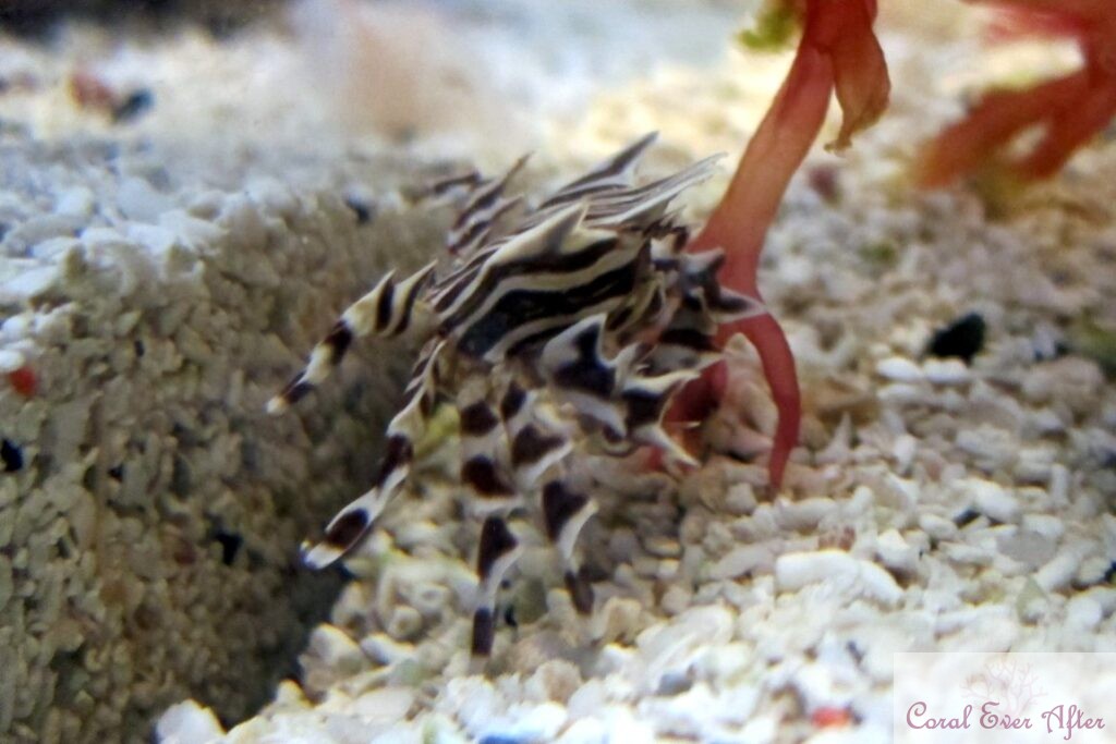Identification of Marine Crabs - Coral Ever After