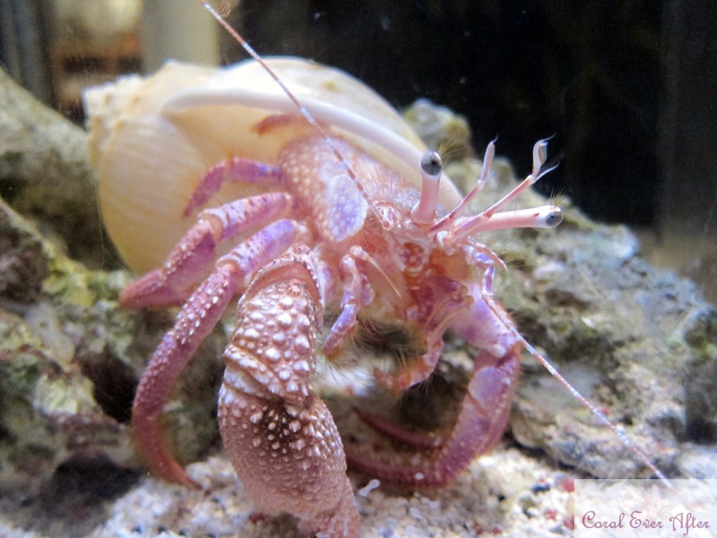 Identification of Marine Crabs - Coral Ever After