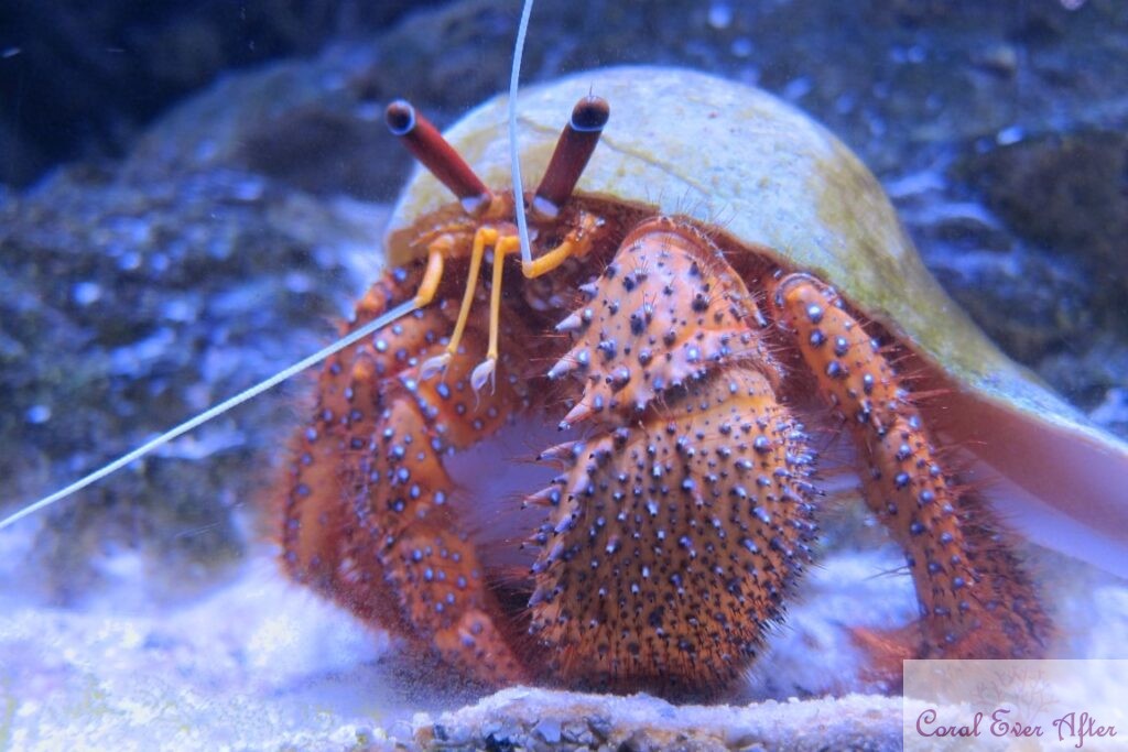 Identification of Marine Crabs - Coral Ever After