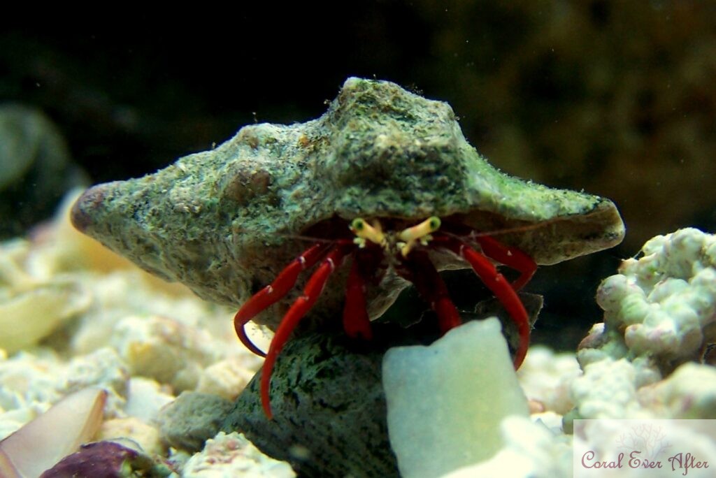 Identification of Marine Crabs - Coral Ever After
