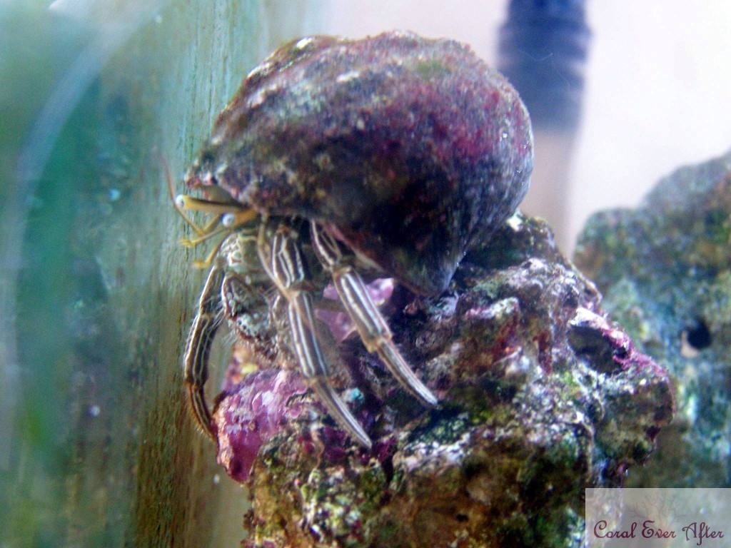 Identification of Marine Crabs - Coral Ever After