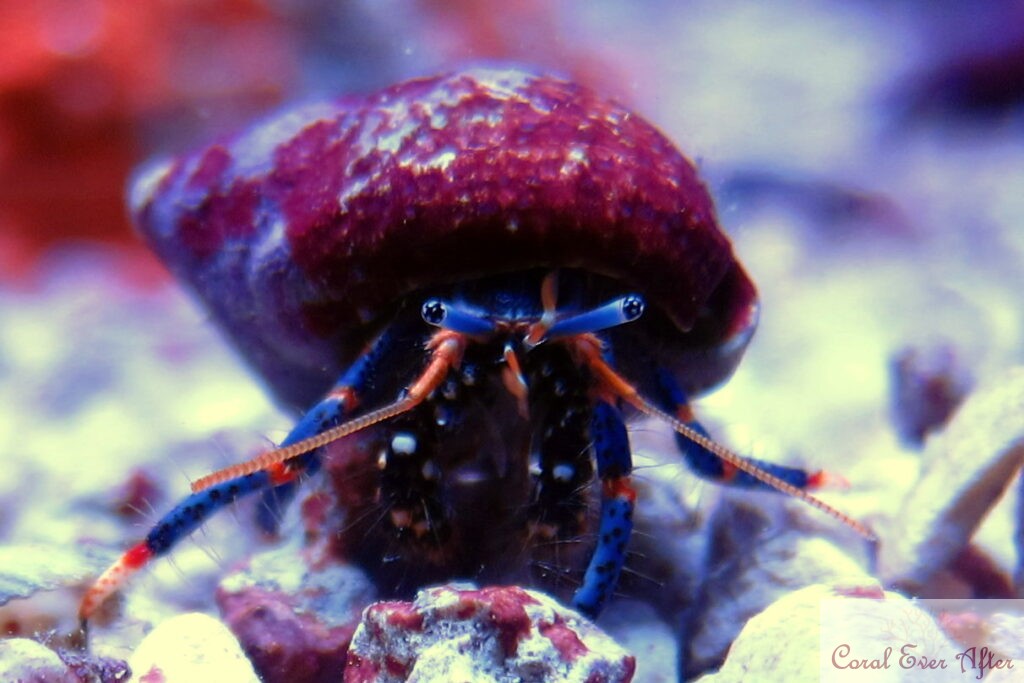 Identification of Marine Crabs - Coral Ever After