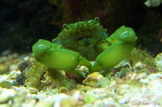 Identification of Marine Crabs - Coral Ever After