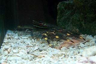 Identification of Marine Crabs - Coral Ever After
