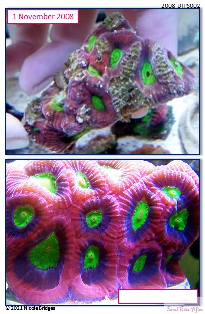 Dying Dipsastraea Coral Rehabilitation - Coral Ever After