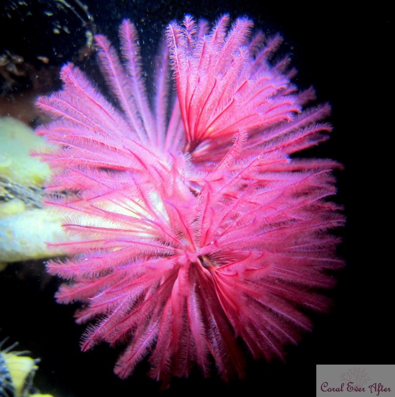 Identification of Common Worms in Saltwater Aquaria - Coral Ever After