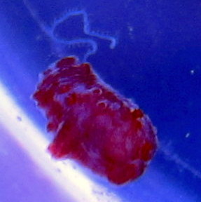 Identification of Common Worms in Saltwater Aquaria - Coral Ever After