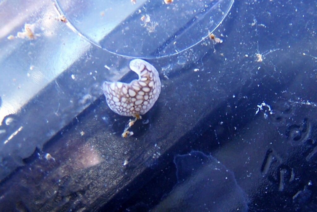 Identification of Common Worms in Saltwater Aquaria - Coral Ever After