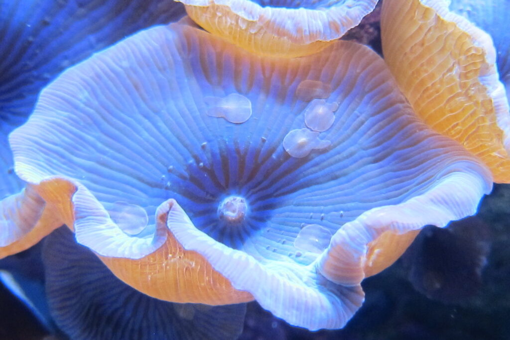 Identification of Common Worms in Saltwater Aquaria - Coral Ever After